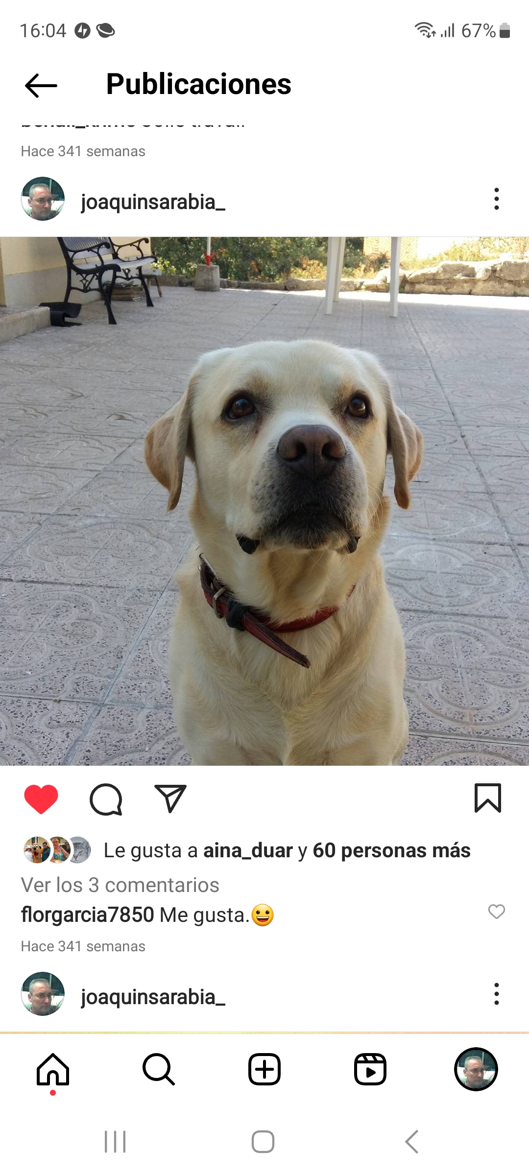 Nuestro amigo el perro | El Blog de Joaquín Sarabia